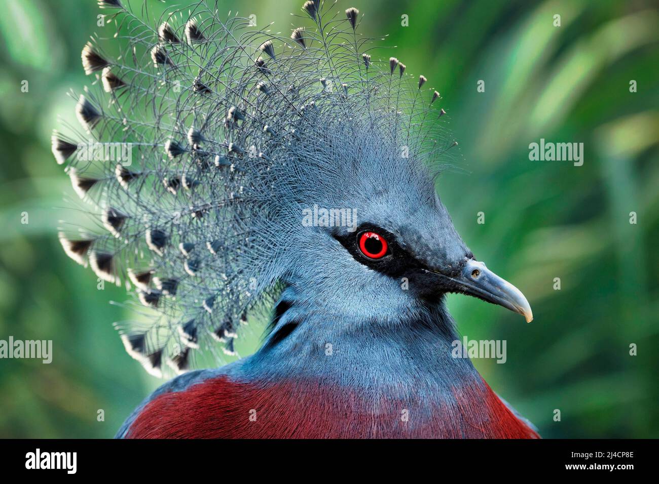 Southern Crowned Pigeon (Goura scheepmakeri), captive, occurrence New ...