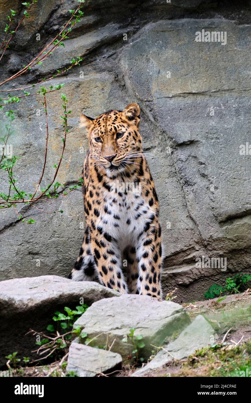 Amur leopard (Panthera pardus orientalis), captive, endangered Stock ...