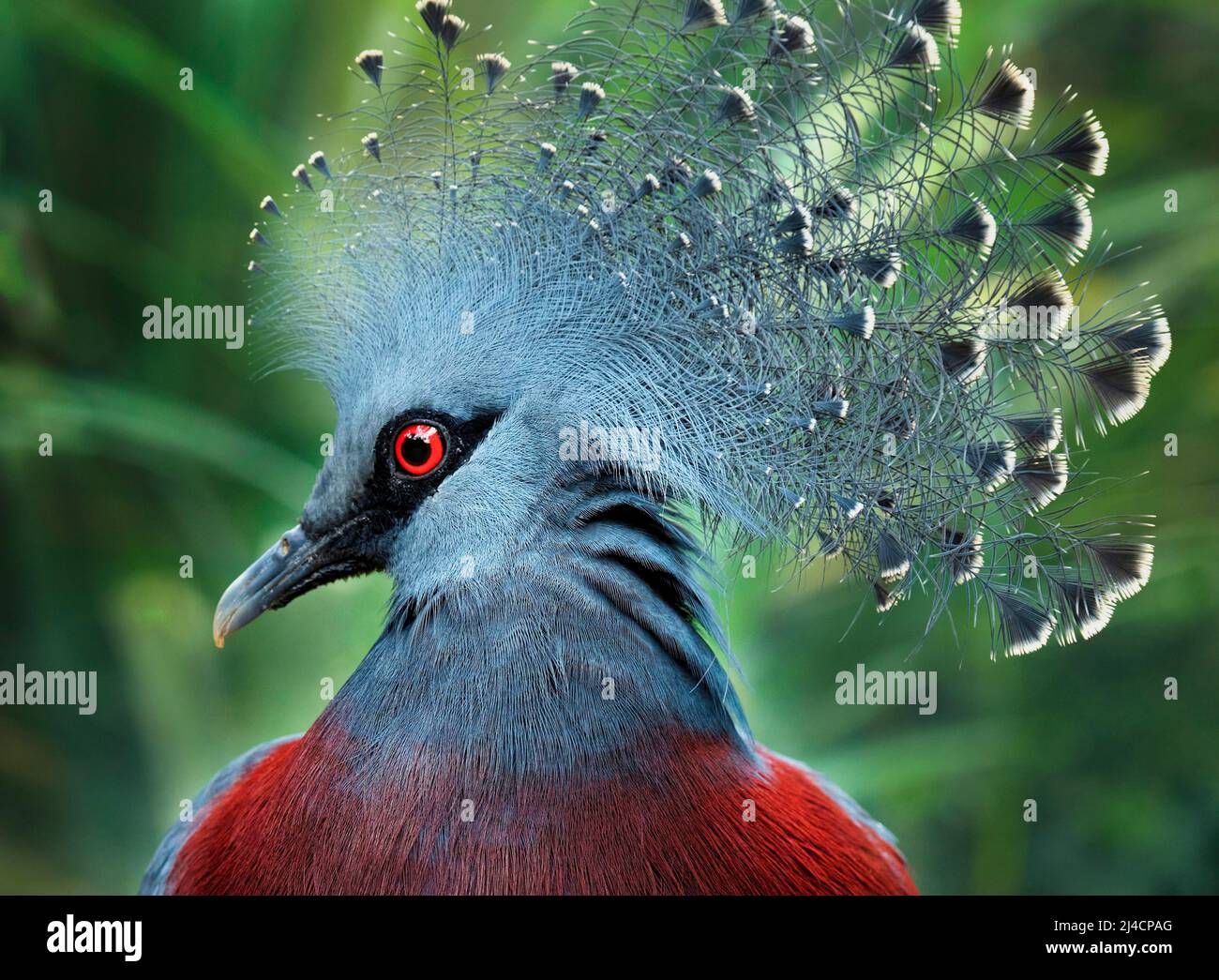 Southern Crowned Pigeon (Goura scheepmakeri), captive, occurrence New ...