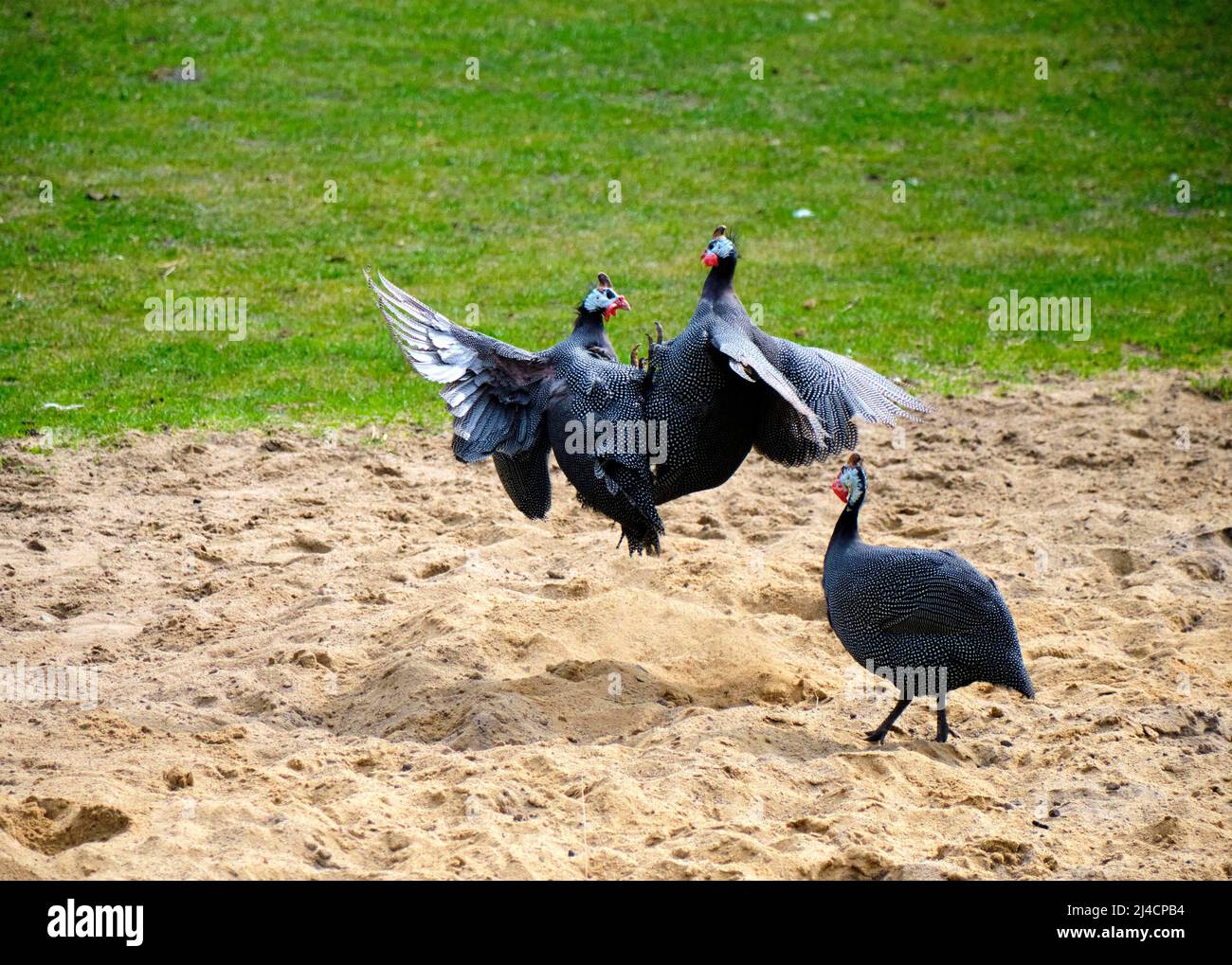 Guinea fowl, landfowl (Galliformes), fighting, captive, occurrence ...