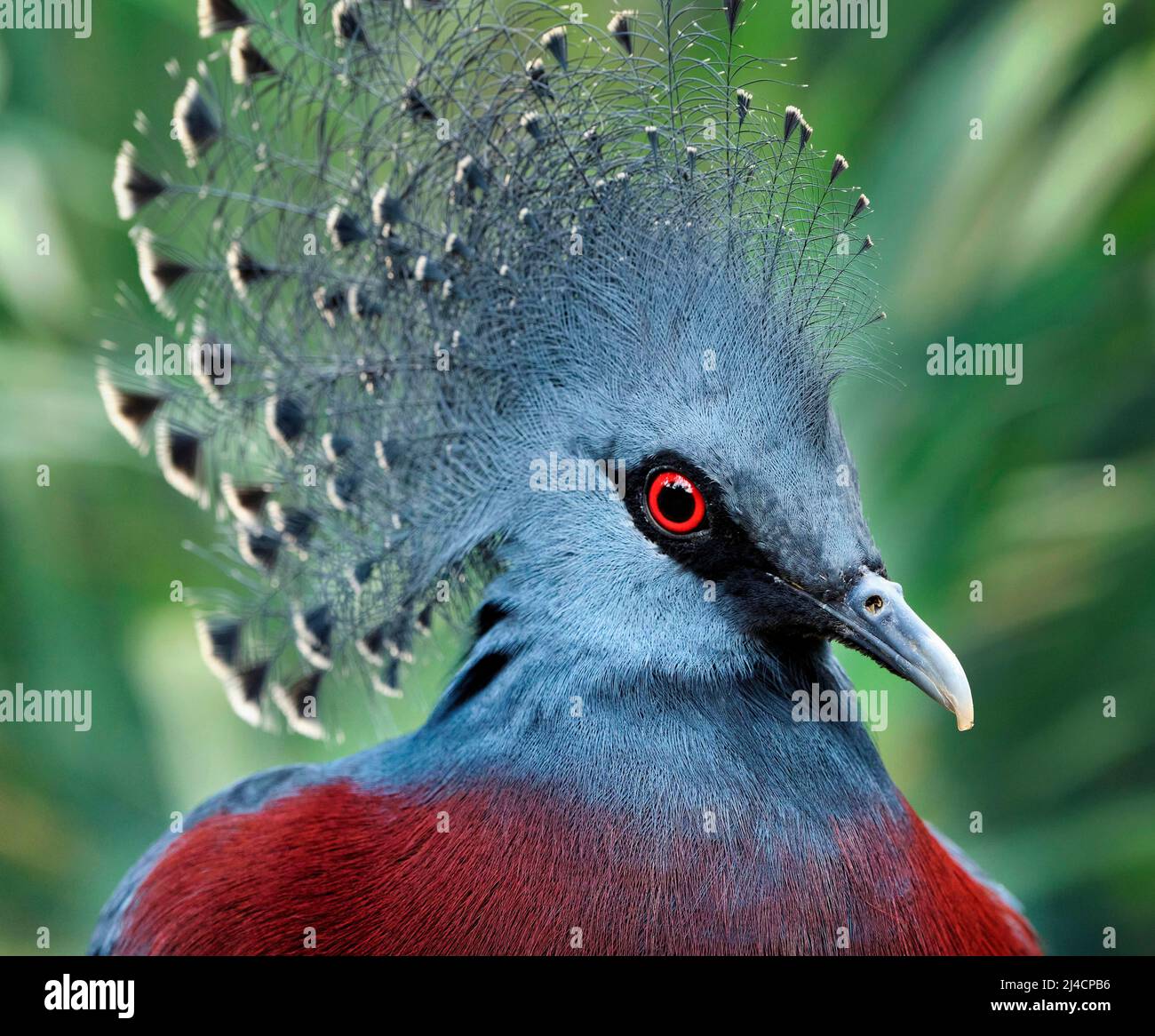 Southern Crowned Pigeon (Goura scheepmakeri), captive, occurrence New ...