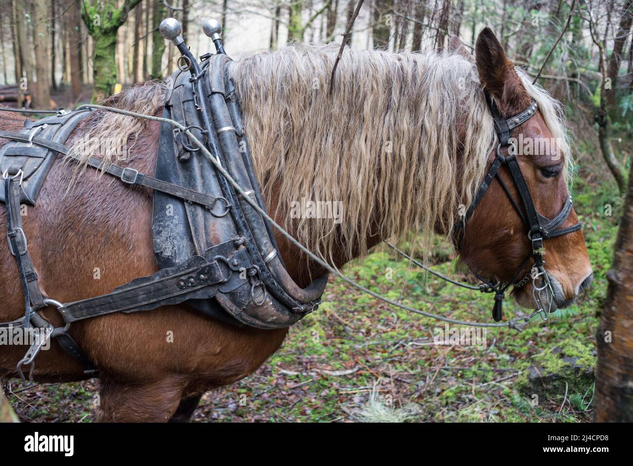 UK, England, Devonshire. A Comtois draft horse, A French breed of a ...