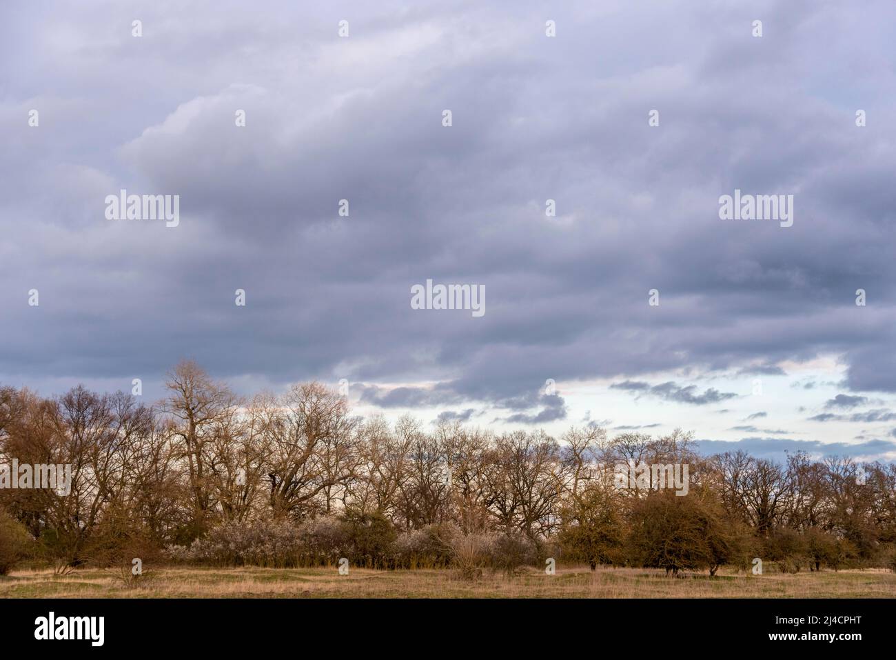 Dry deciduous trees, rain clouds, Elbe floodplain, Magdeburg, Saxony ...