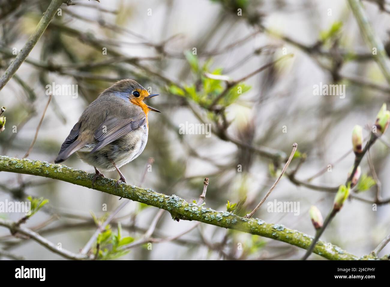 Chirping robin hi-res stock photography and images - Alamy
