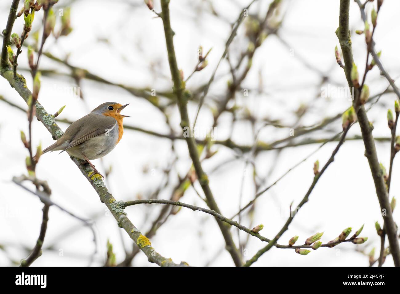 Chirping robin hi-res stock photography and images - Alamy