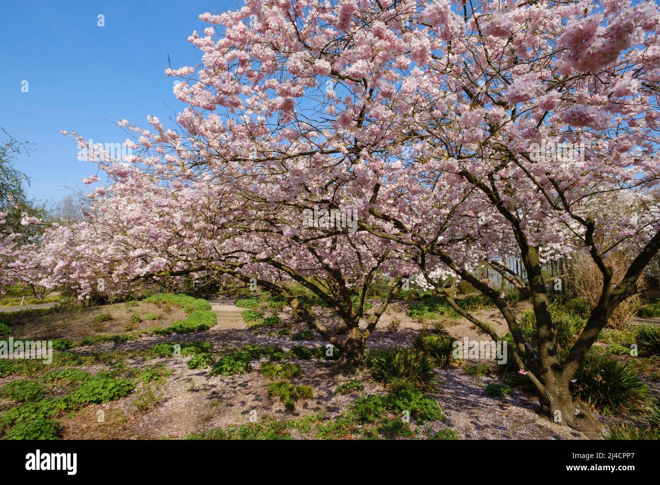 Japanische Bluetenkirsche (Prunus serrulata), MueGa-Park, Muelheim an ...