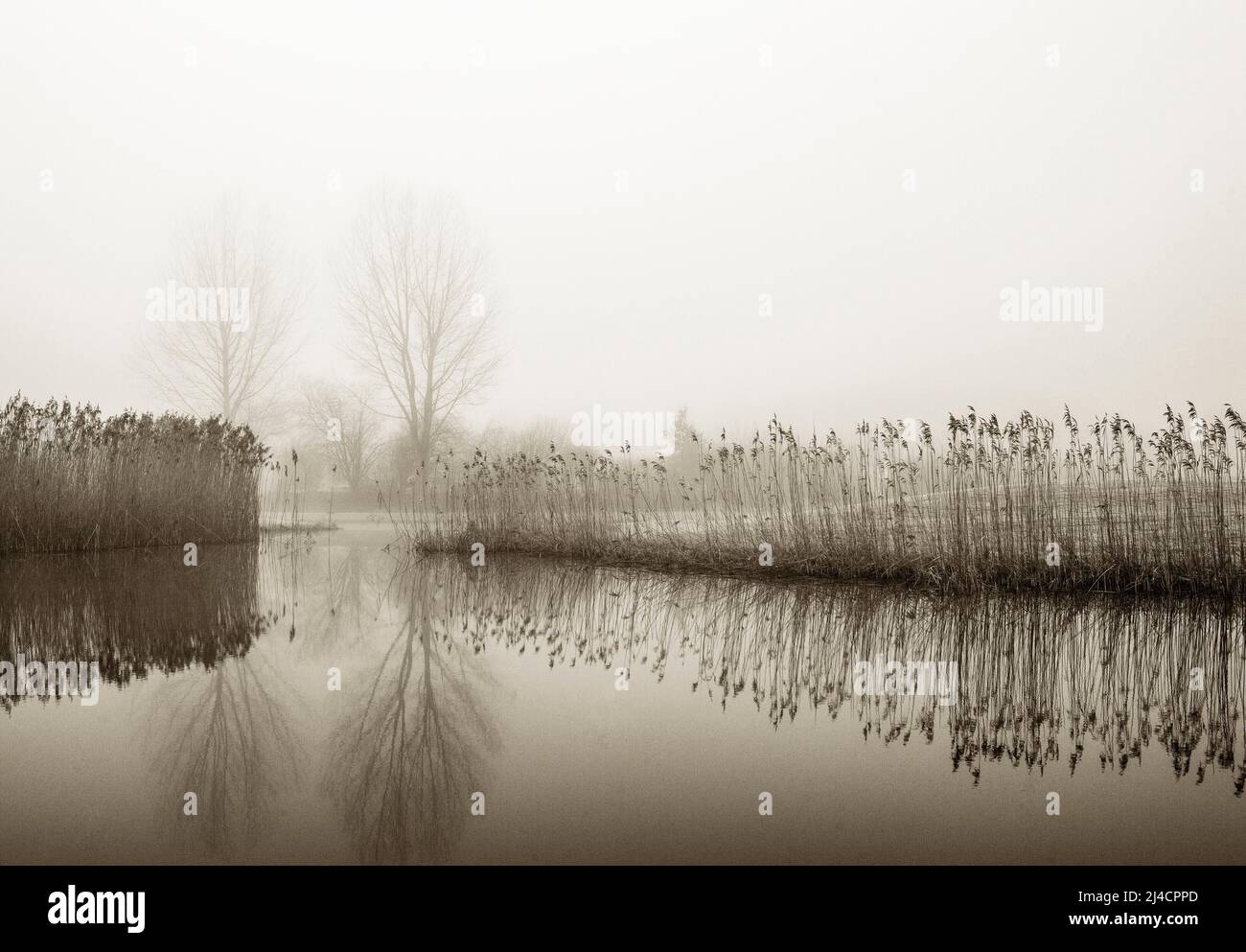 Autumn morning mist on the reed belt with trees on the shore of Mondsee ...