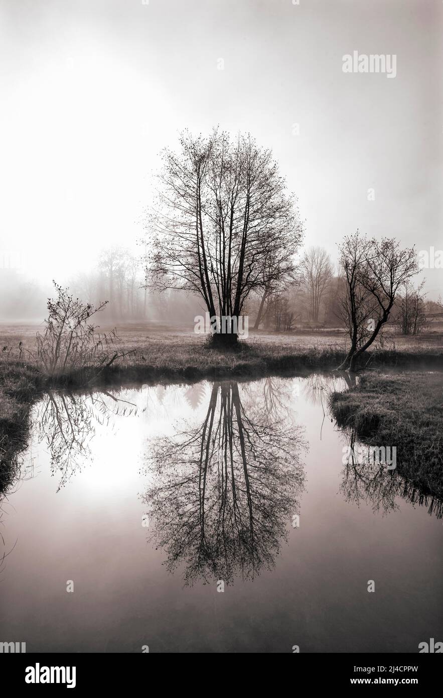 Morning mist with group of trees at the Zellerache, floodplain ...