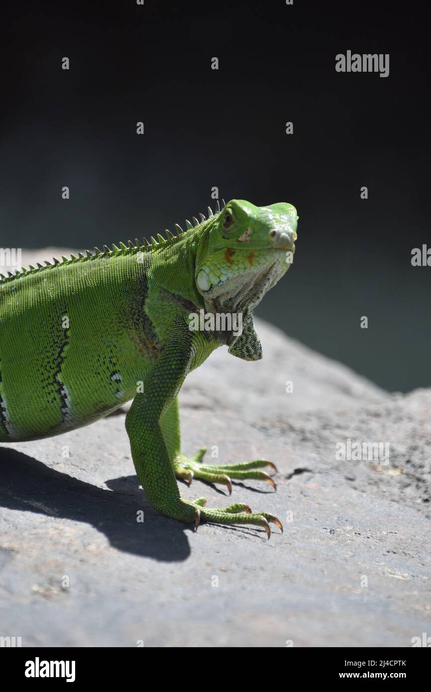 Stunning colorful green iguana lizard looking back over his shoulder ...