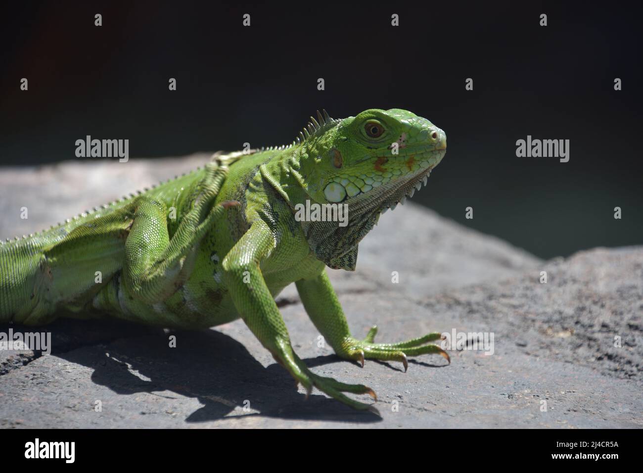Green iguana sunning on rock hi-res stock photography and images - Alamy