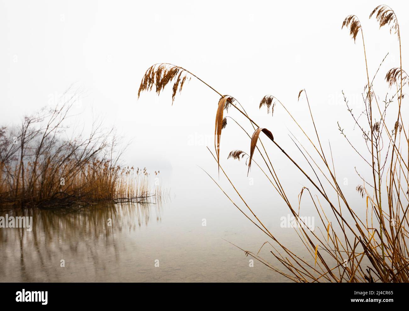 Cut reed on the shore in the morning mist, autumn landscape, Mondsee ...