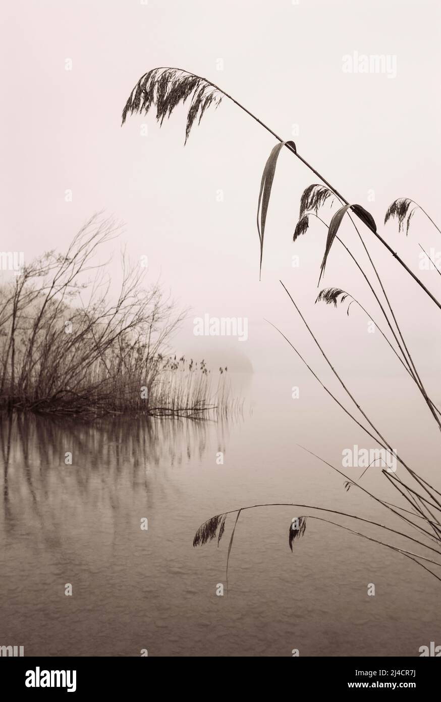 Cut reed on the shore in the morning mist, sepia colours, autumn ...