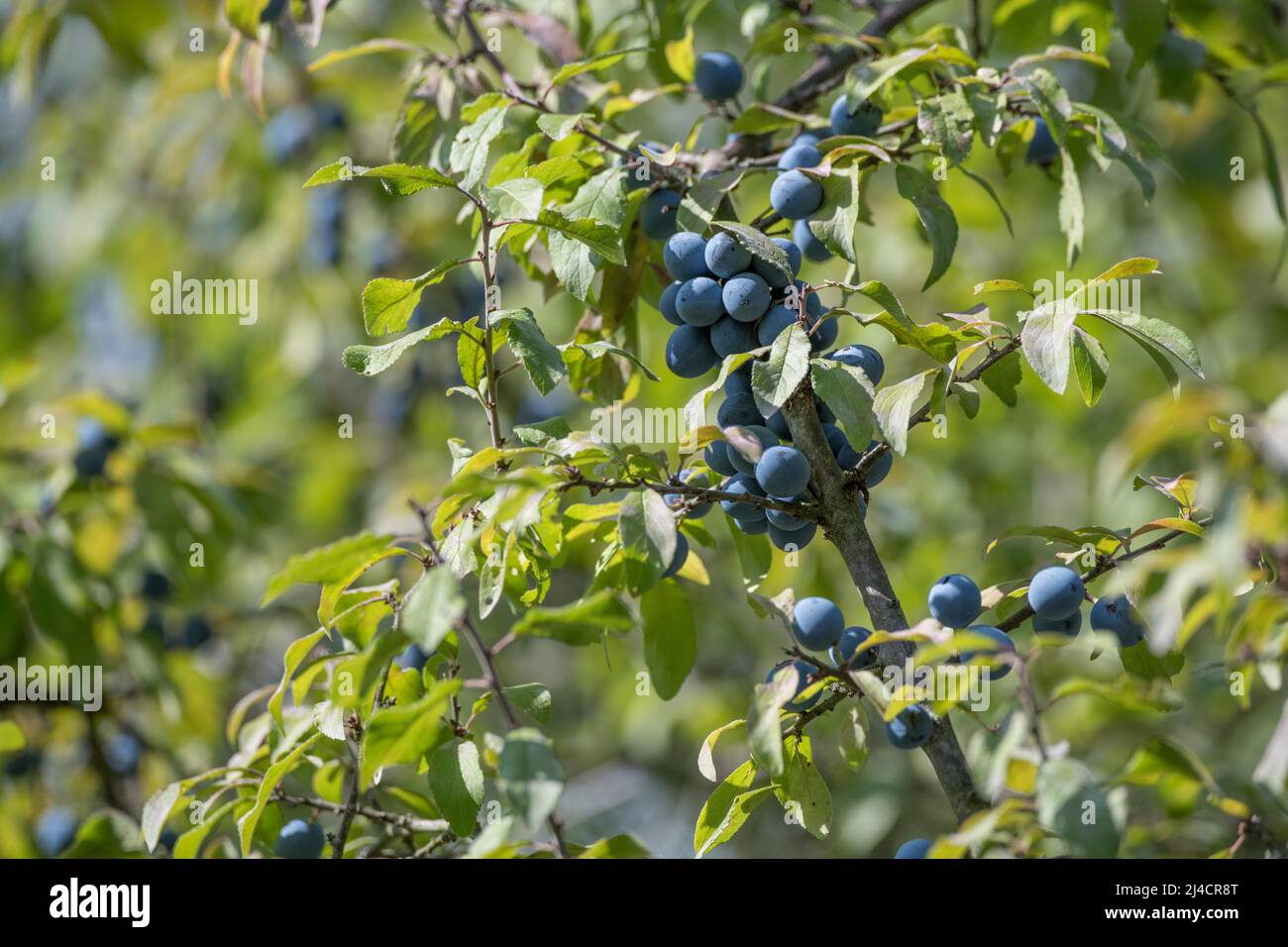 Blackthorn (Prunus spinosa), bright blue fruits in the glow of the sun ...