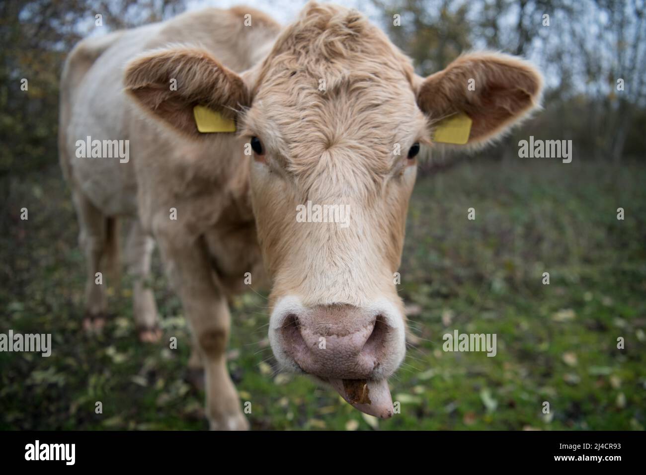 Domestic cattle (Bos taurus), cattle in extensive farming as landscape ...