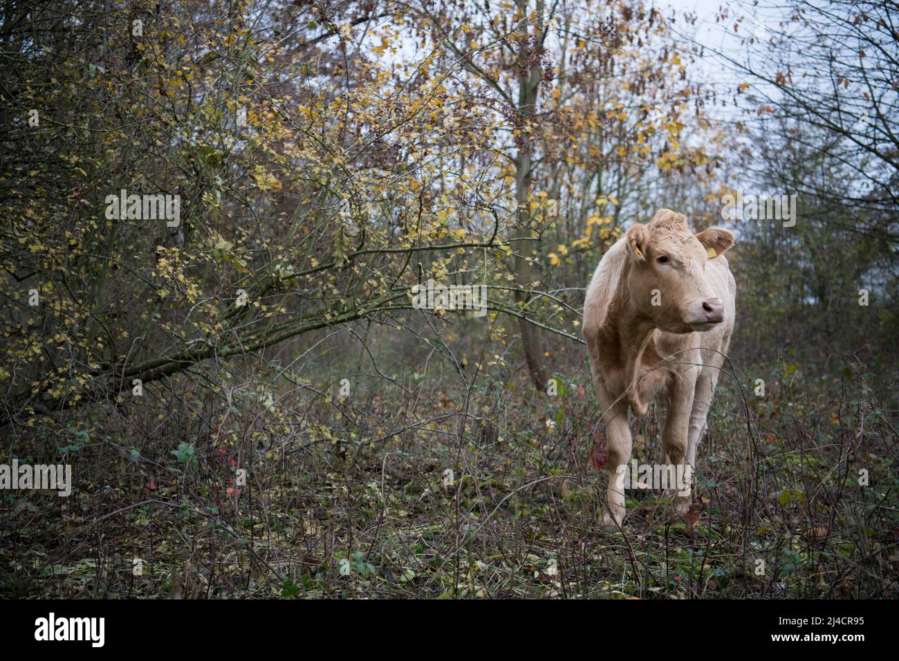 Domestic cattle (Bos taurus), cattle in extensive farming as landscape ...