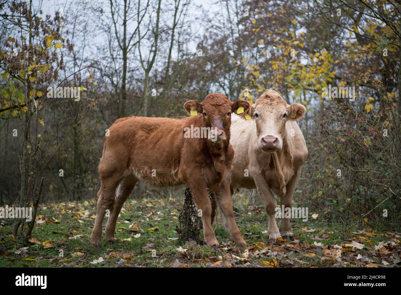 Domestic cattle (Bos taurus), cattle in extensive farming as landscape ...