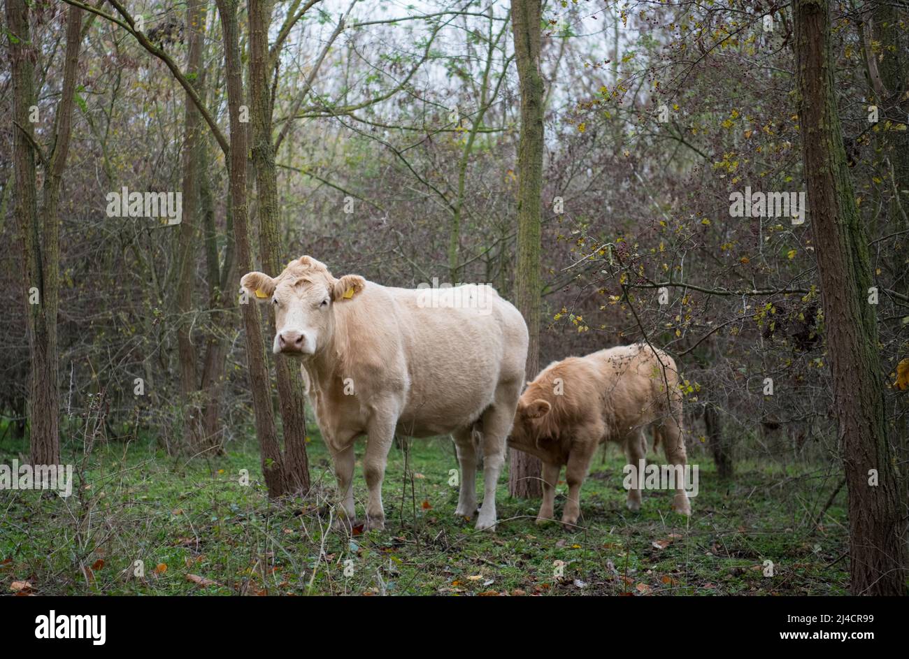 Domestic cattle (Bos taurus), cattle in extensive farming as landscape ...
