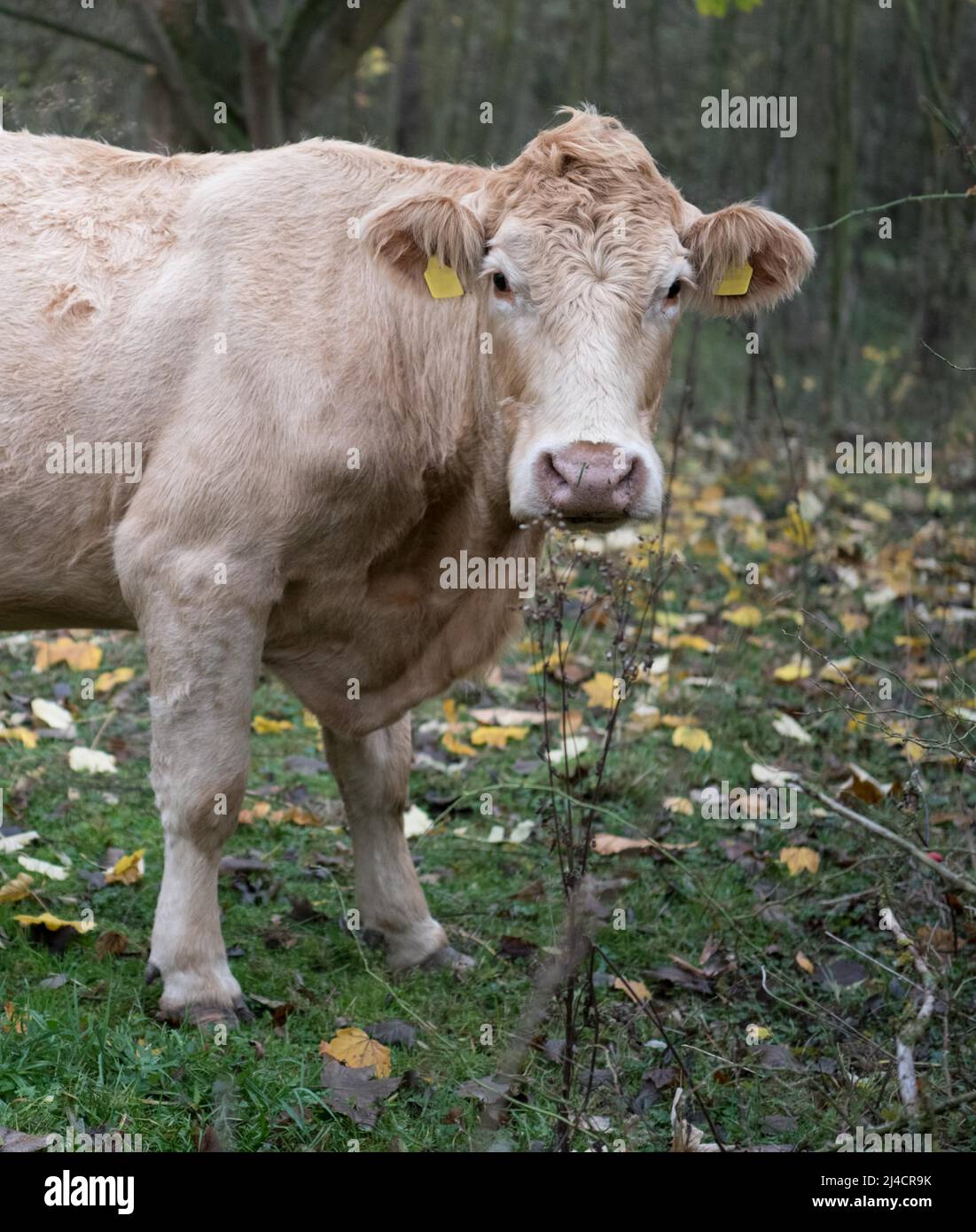 Domestic cattle (Bos taurus), cattle in extensive farming as landscape ...