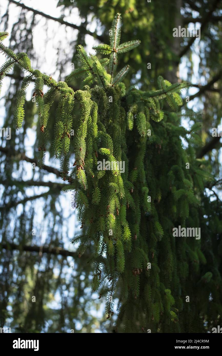 Brewer spruce (Picea breweriana), branch with young cones, conifer not ...