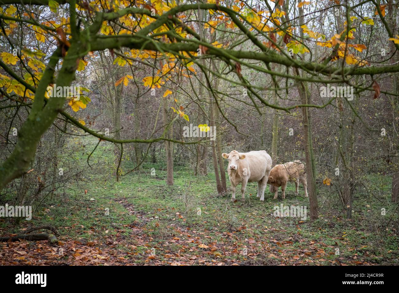 Domestic cattle (Bos taurus), cattle in extensive farming as landscape ...
