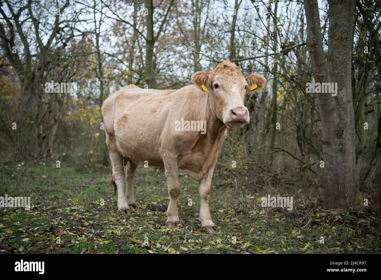 Domestic cattle (Bos taurus), cattle in extensive farming as landscape ...