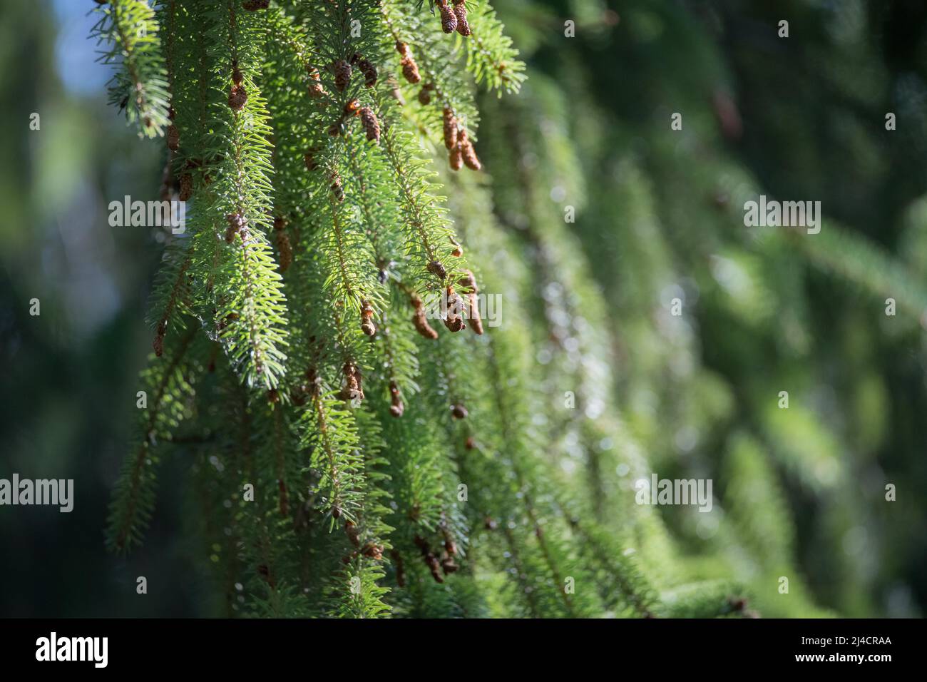 Brewer spruce (Picea breweriana), branch with young cones, conifer not ...