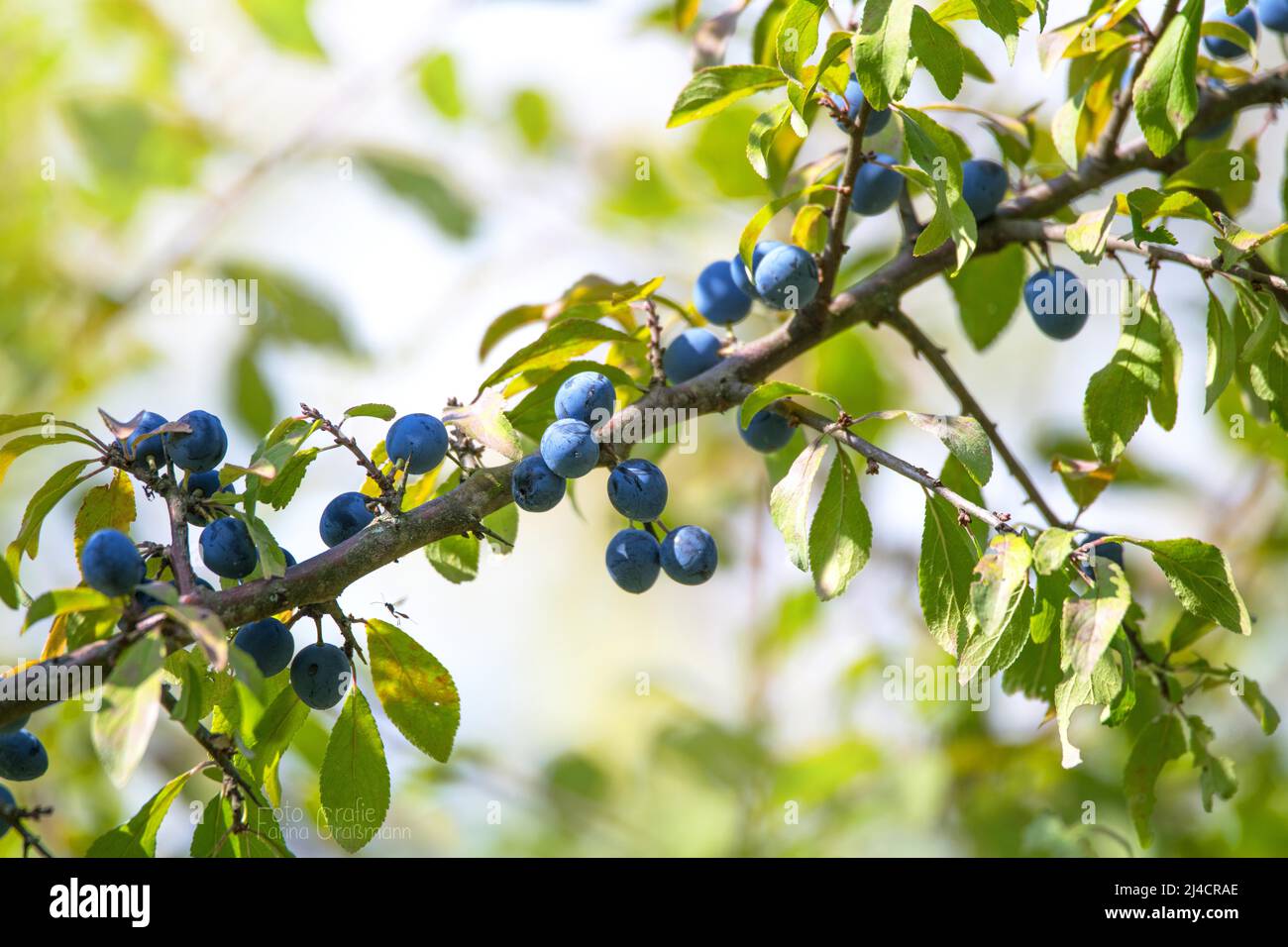 Blackthorn (Prunus spinosa), bright blue fruits in the glow of the sun ...
