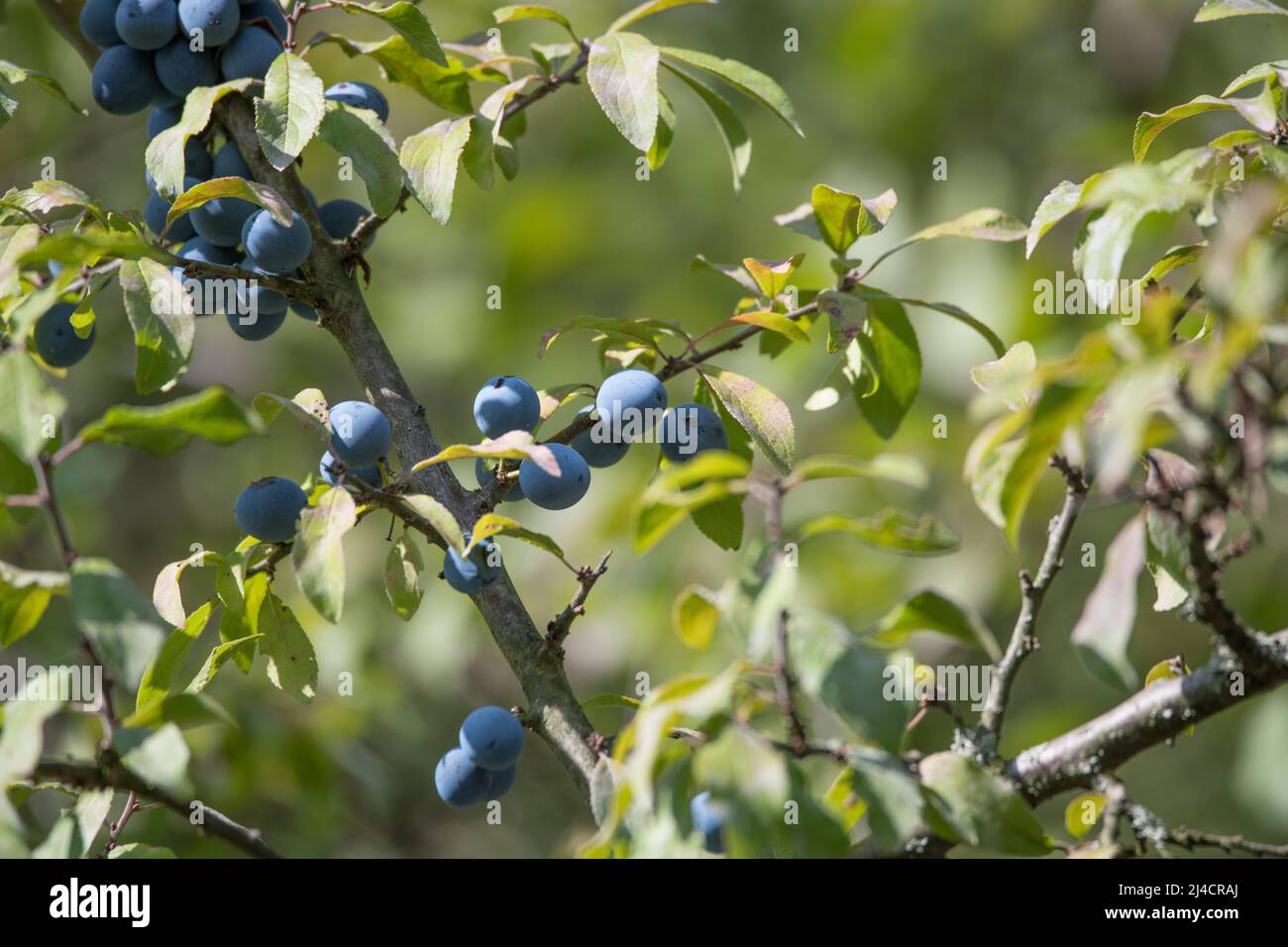 Blackthorn (Prunus spinosa), bright blue fruits in the glow of the sun ...