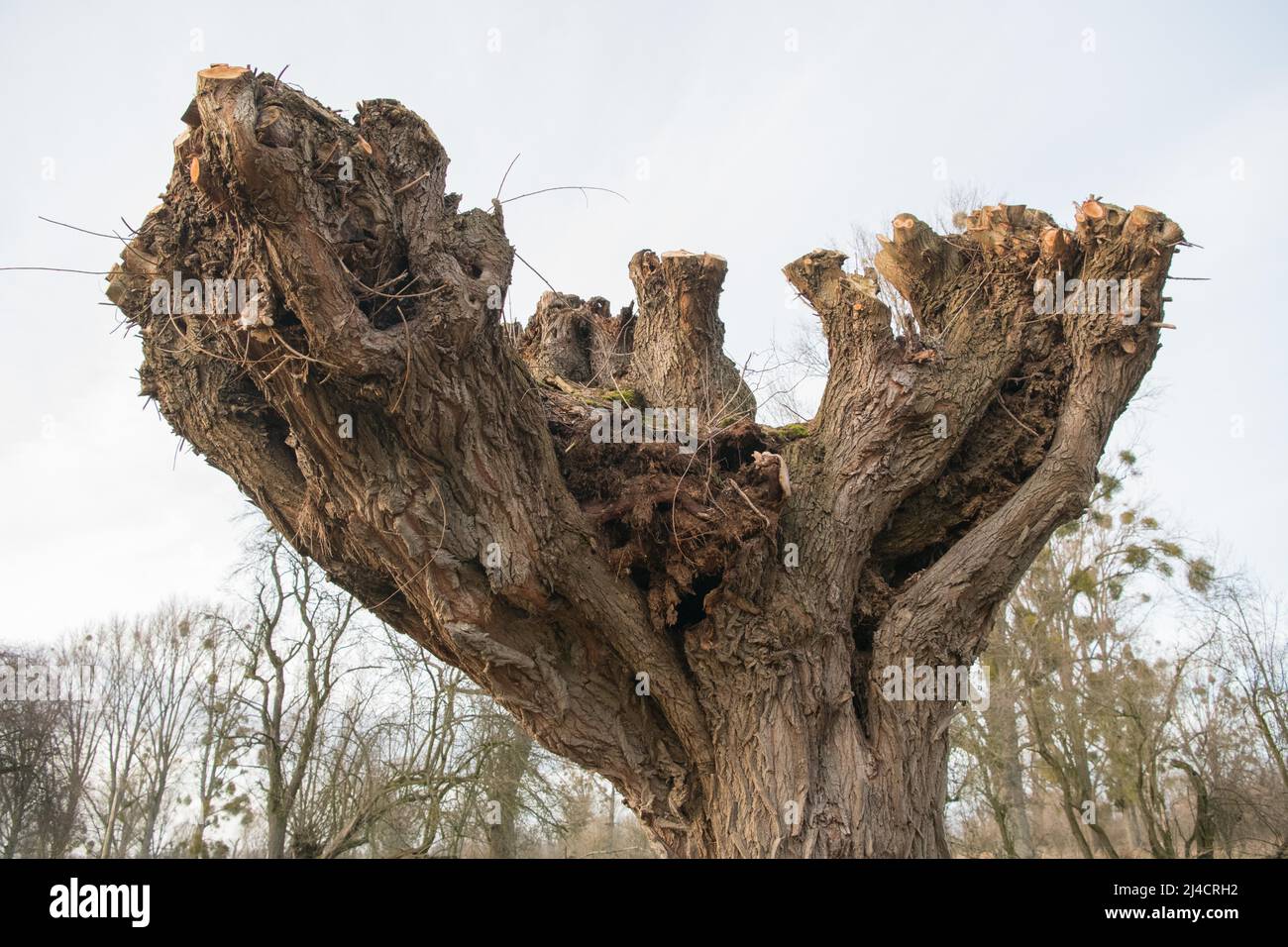Important tree for insects hi-res stock photography and images - Alamy