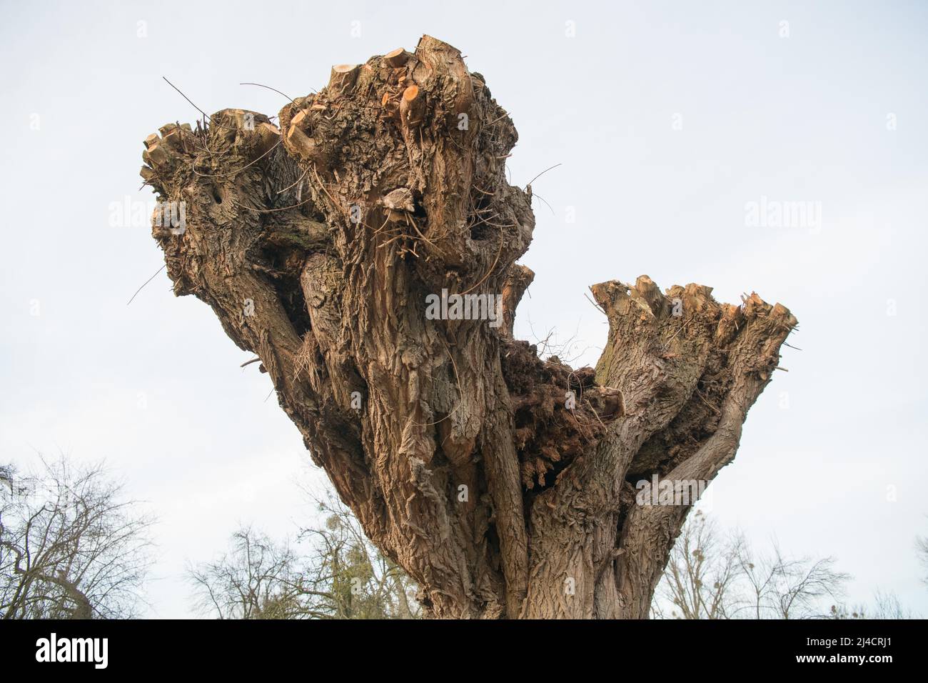 Important tree for insects hi-res stock photography and images - Alamy
