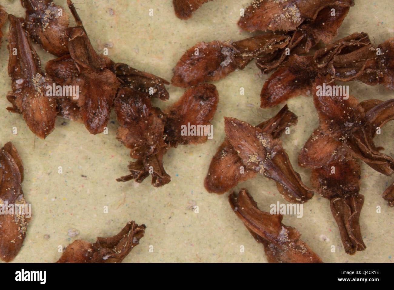 Wind pollination catkin hi-res stock photography and images - Alamy