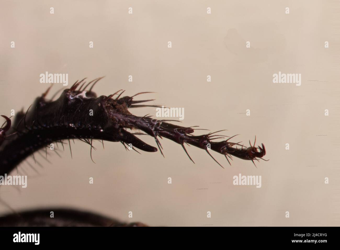 Beetle leg hi-res stock photography and images - Alamy