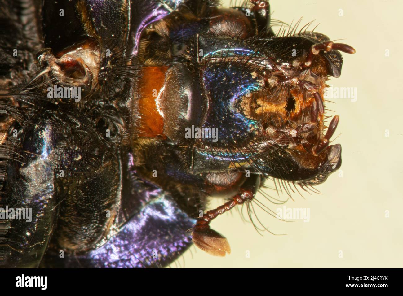 Pillworm hi-res stock photography and images - Alamy