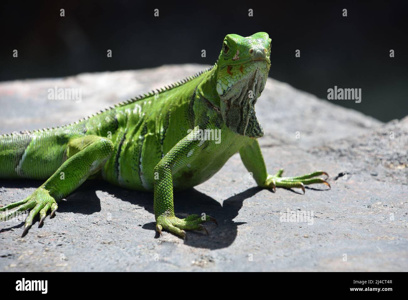 Amazing green iguanas direct look into his face while poised on a rock ...