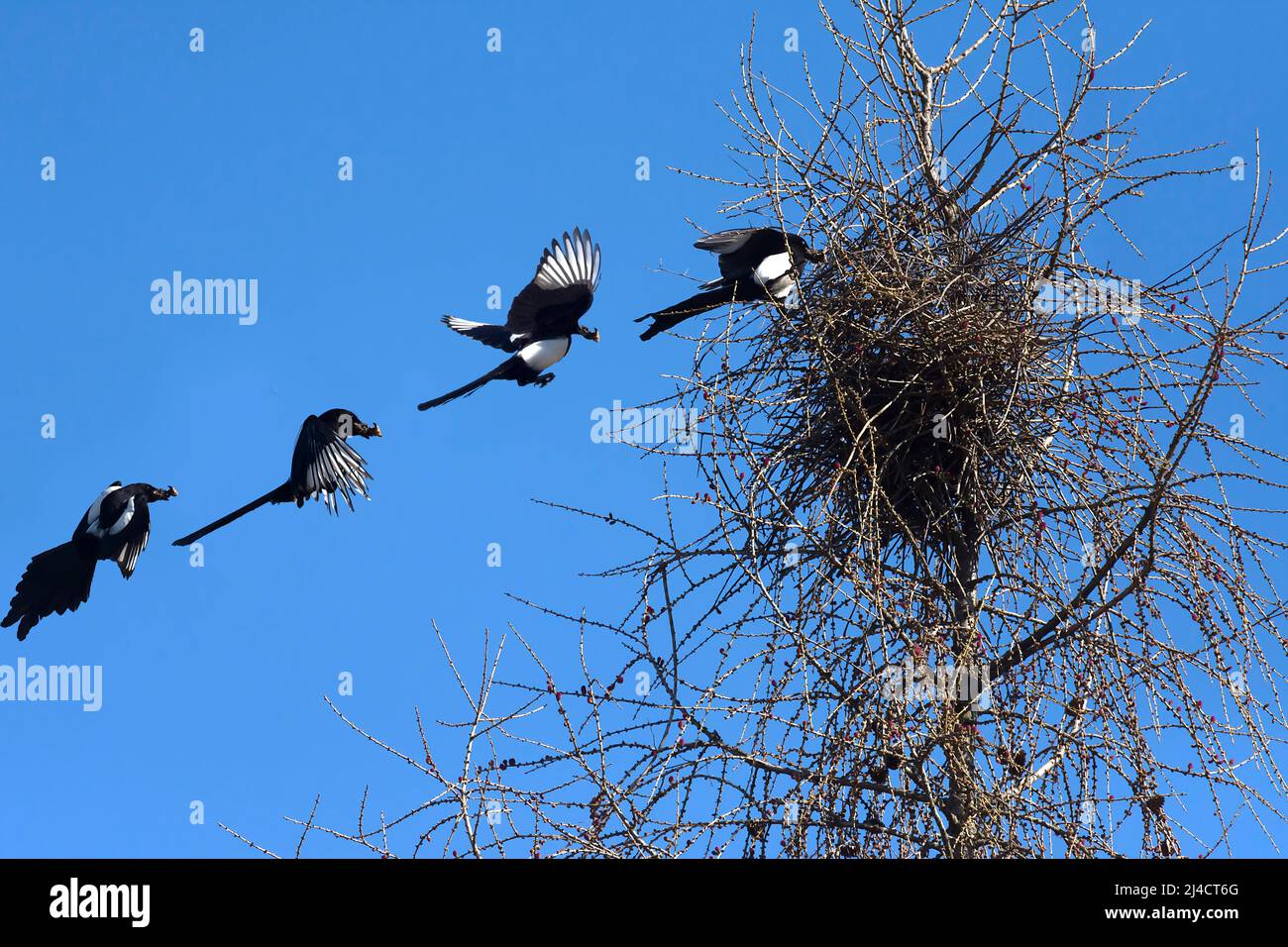 Magpie building nest hi-res stock photography and images - Alamy