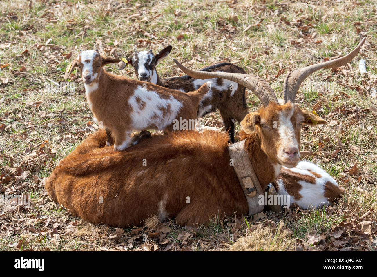 Goat, Family, Mother, Child, France Stock Photo - Alamy
