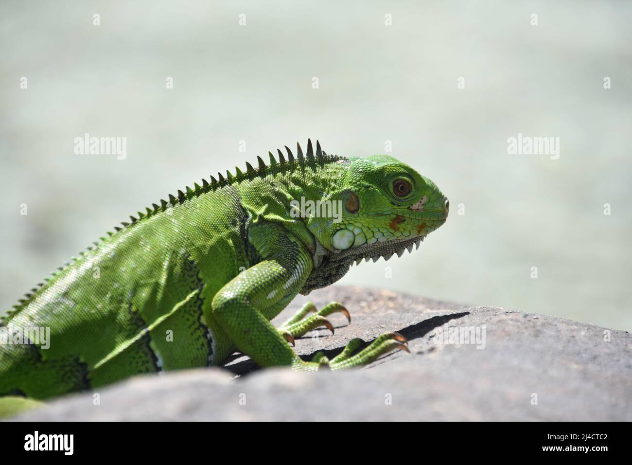 Sharp spines running down the spine of an iguana lizard Stock Photo - Alamy