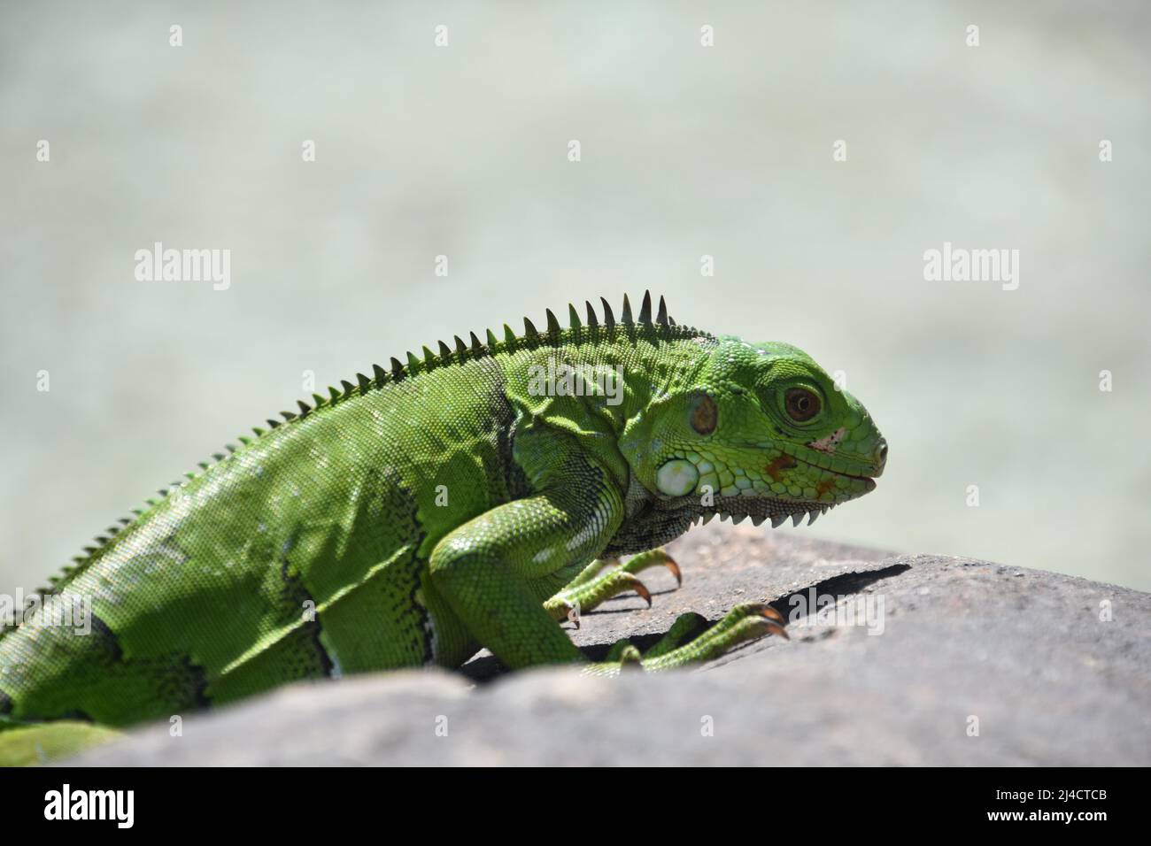 Green iguana lizard with spines along the ridge of his back climbing ...