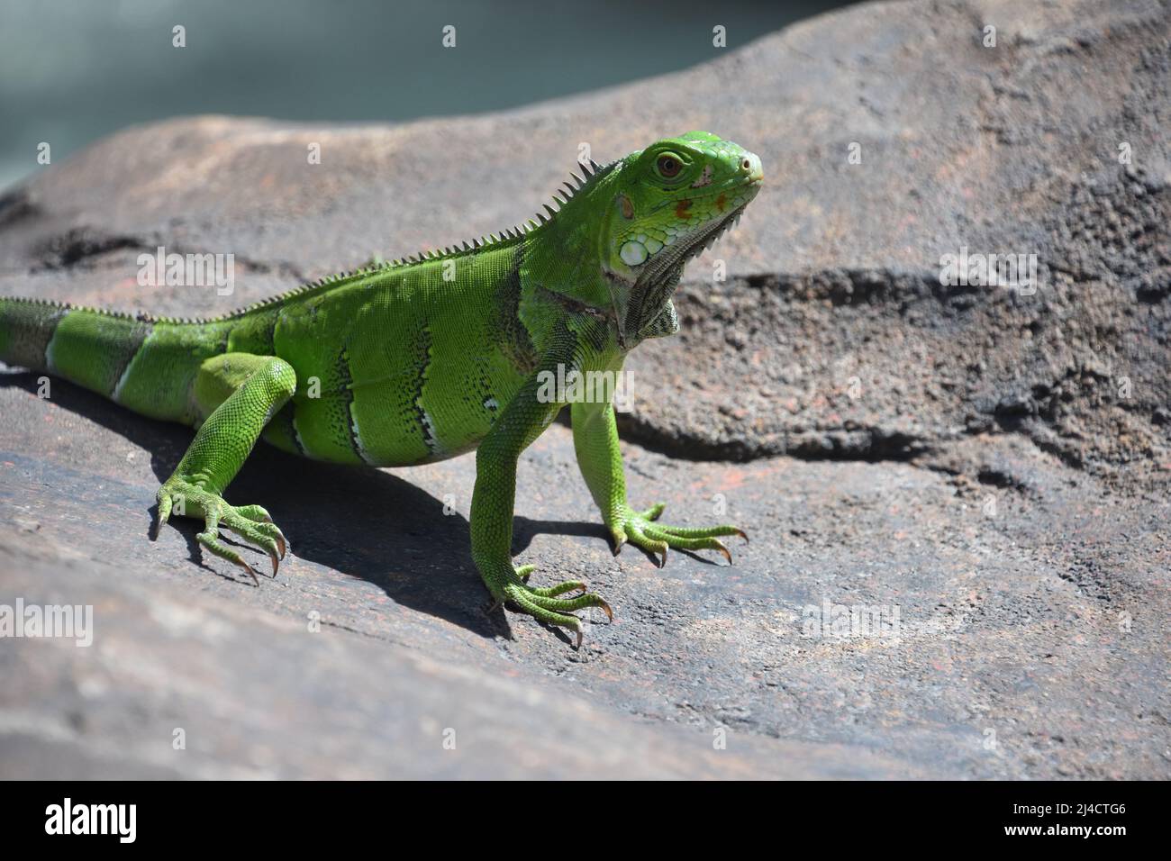 Fantastic green iguana lizard on a big rock in Aruba Stock Photo - Alamy