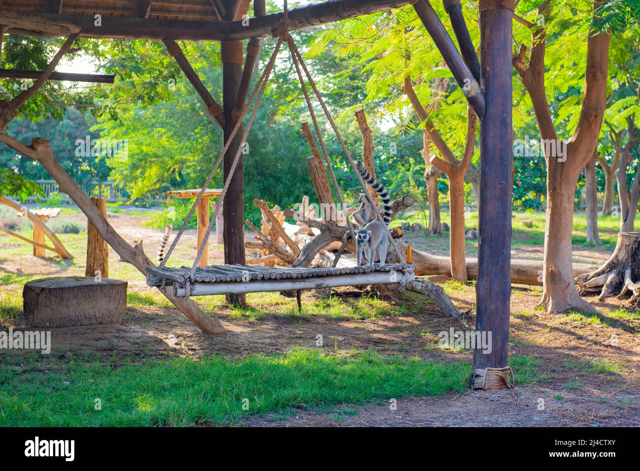 a lot of beautiful lemur lives in the zoo Stock Photo - Alamy
