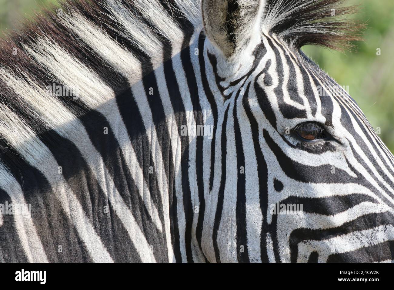 Hooved mammals hi-res stock photography and images - Alamy