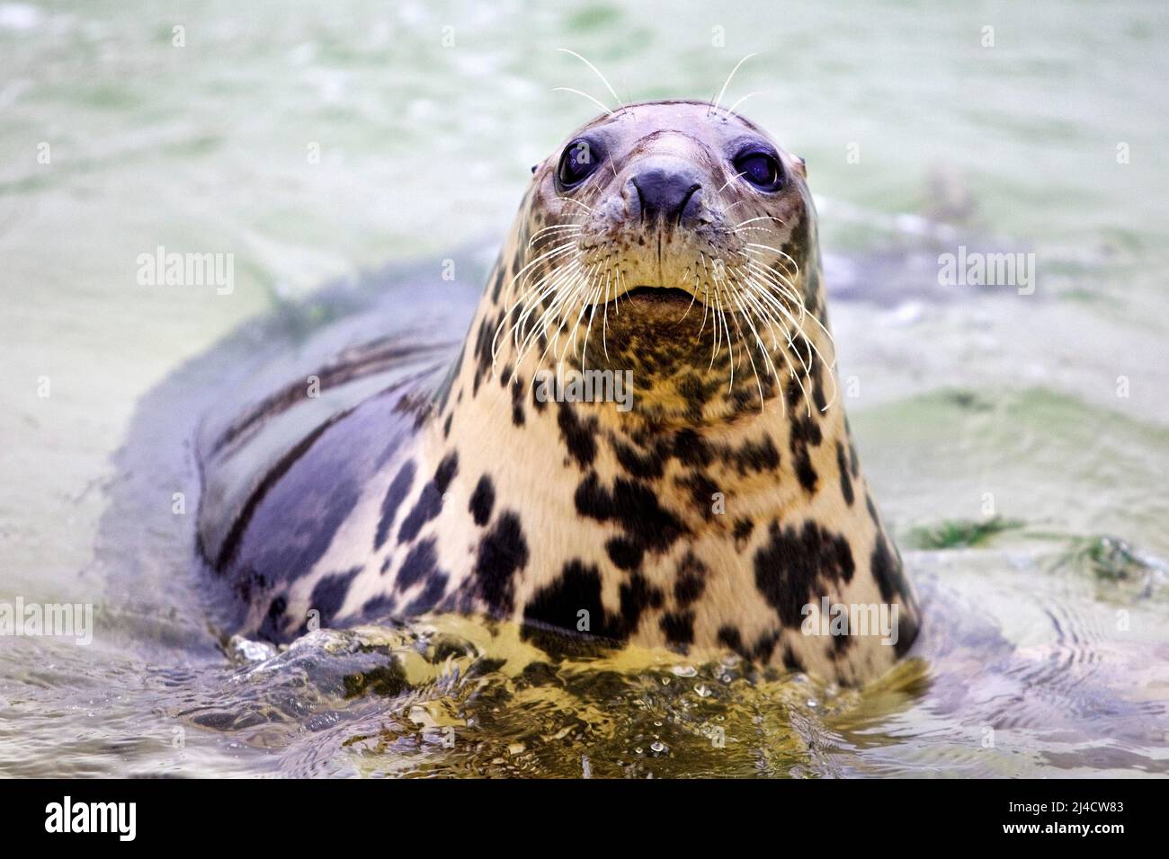 Female, grey seal (Halichoerus grypus), captive, North Sea, Germany ...