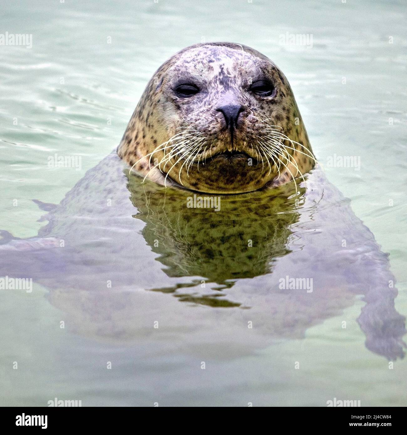 Female, grey seal (Halichoerus grypus), captive, North Sea, Germany ...