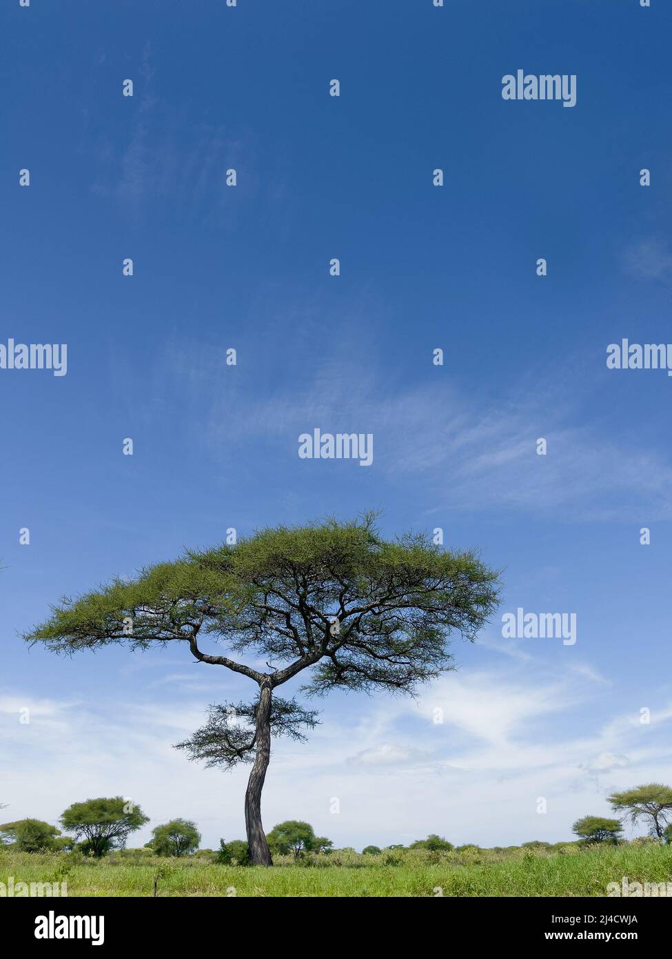Lonely tree with beautiful wide-angle bright blue sky. Tarangire ...