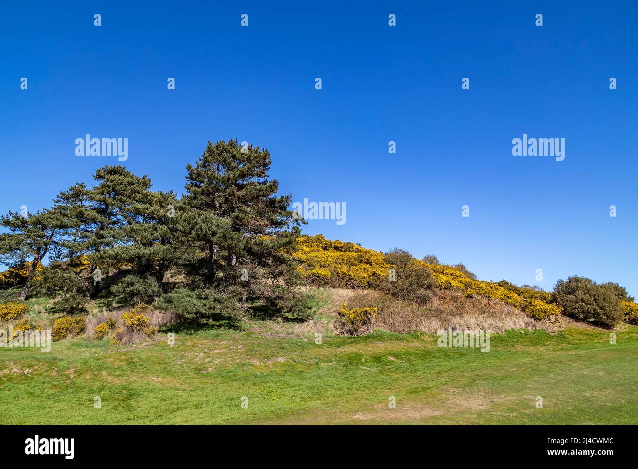 Ulex europaeus fabaceae hi-res stock photography and images - Alamy