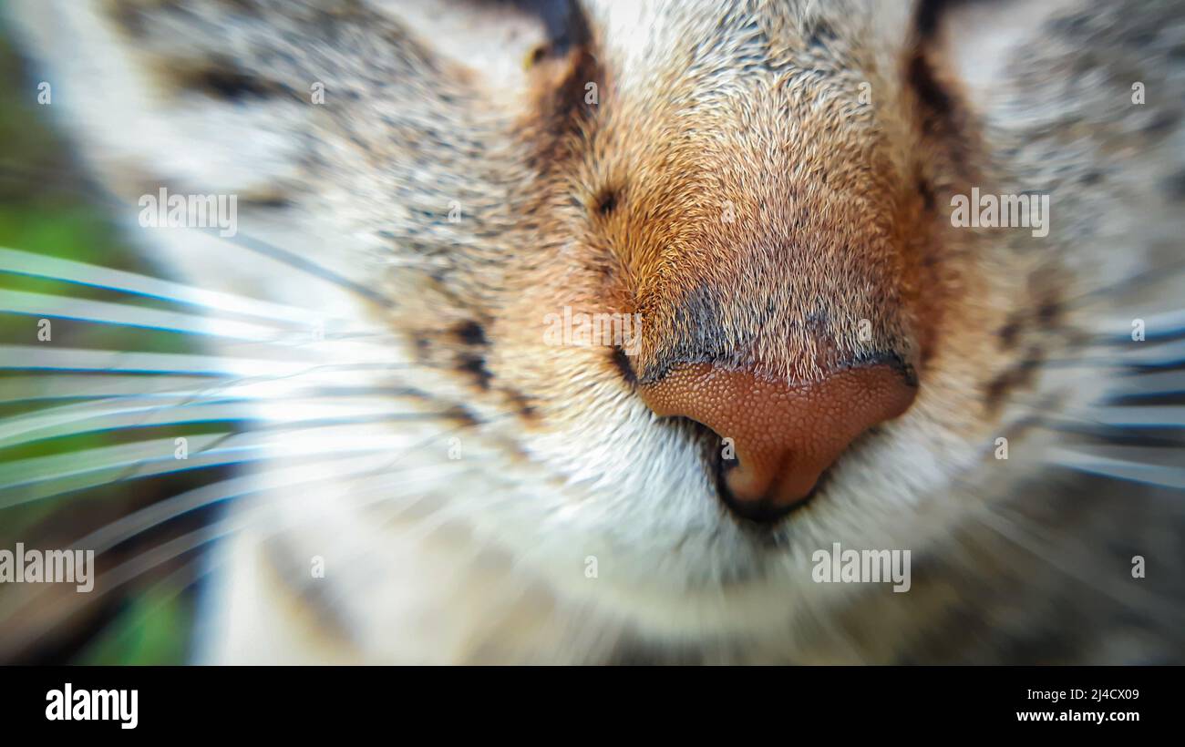 Grey nose hi-res stock photography and images - Alamy