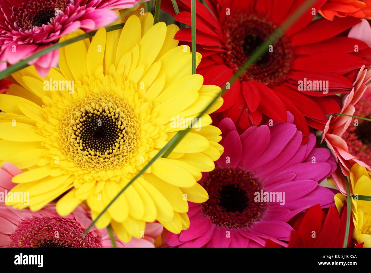 Red yellow daisy hi-res stock photography and images - Alamy