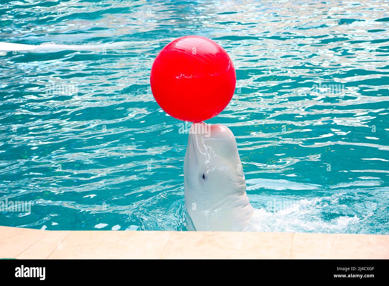 white dolphin playing red ball Stock Photo - Alamy