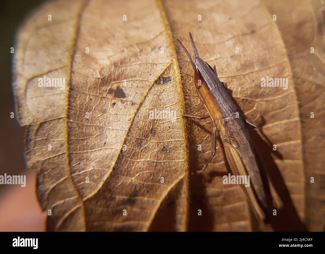 Gorgeous grasshopper on dry leaf.Grasshoppers are a group of insects ...