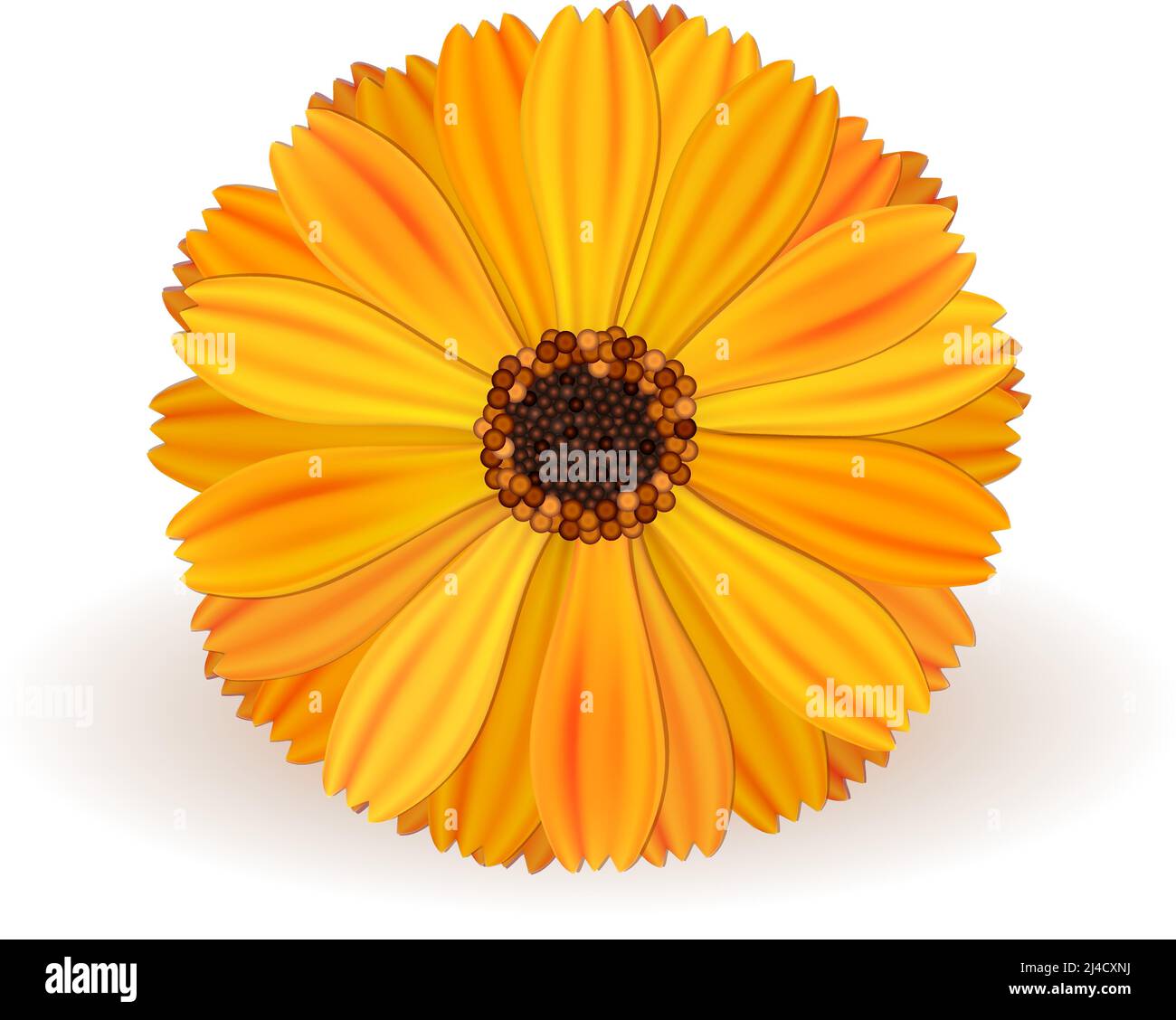 yellow vector marigold flower realistic on white background Stock ...